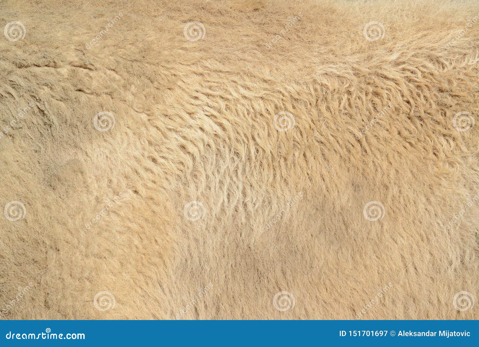Buffalo fur texture stock image. Image of buffalo, furry - 151701697