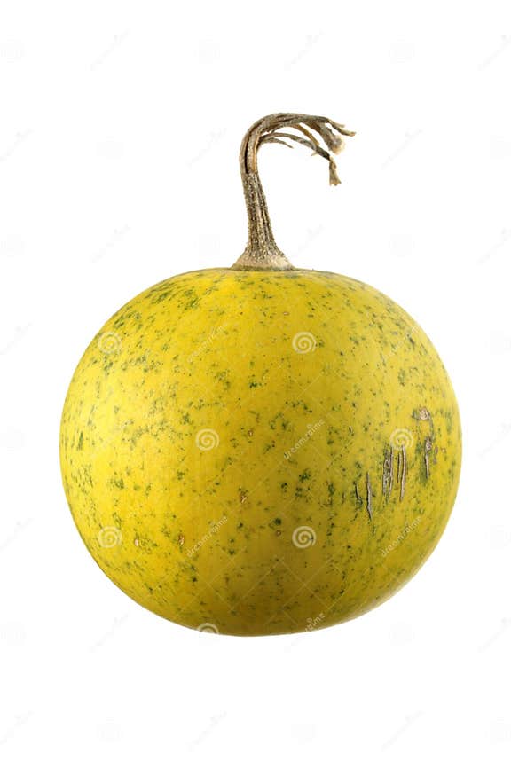 Buffalo gourd stock photo. Image of skin, foetidissima - 22430440