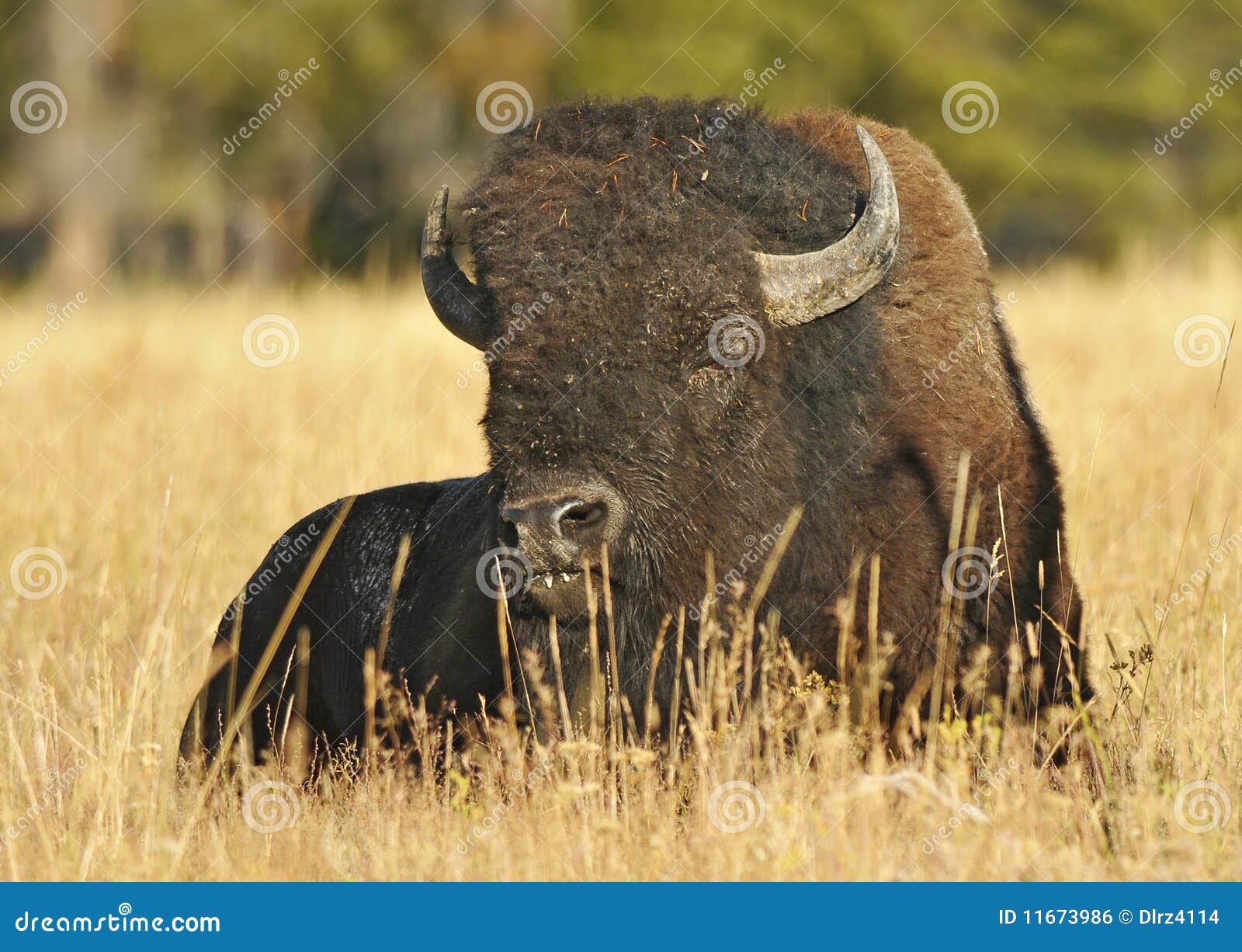 Buffalo Grazing stock photo. Image of ruminant, valley - 11673986
