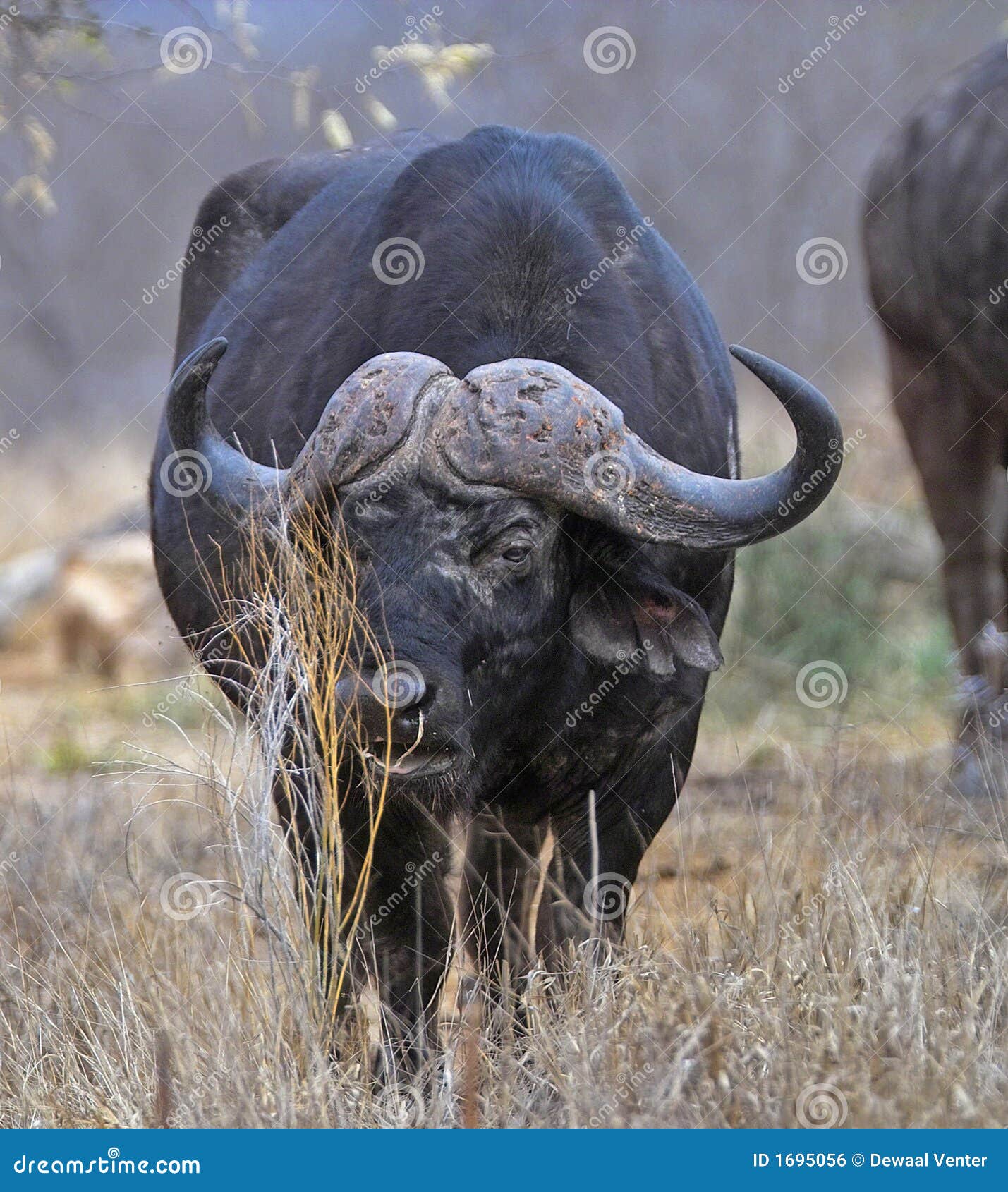 Buffalo grazing stock photo. Image of south, ungulates - 1695056