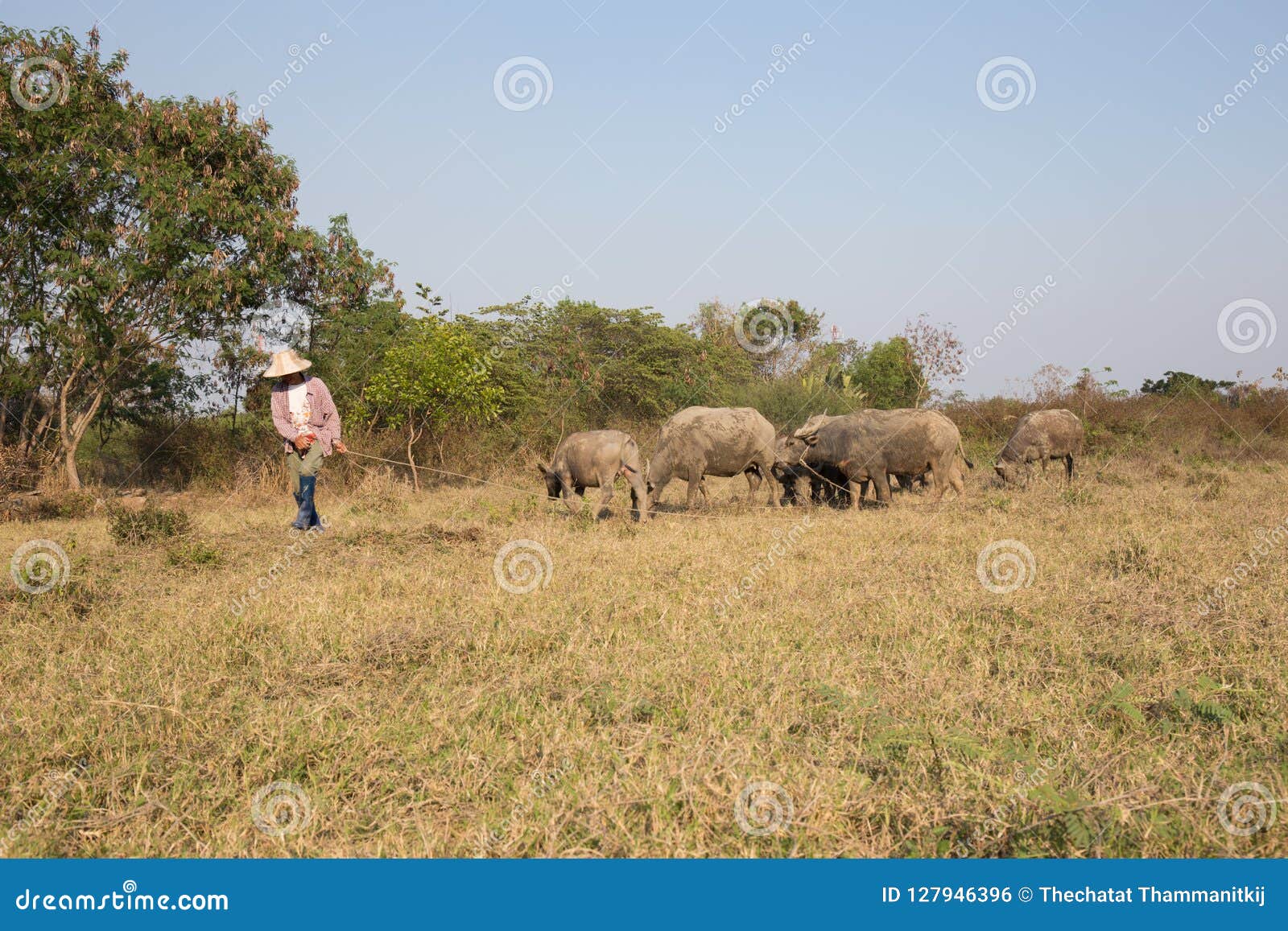 Buffalo grazing in a field editorial photo. Image of nature - 127946396