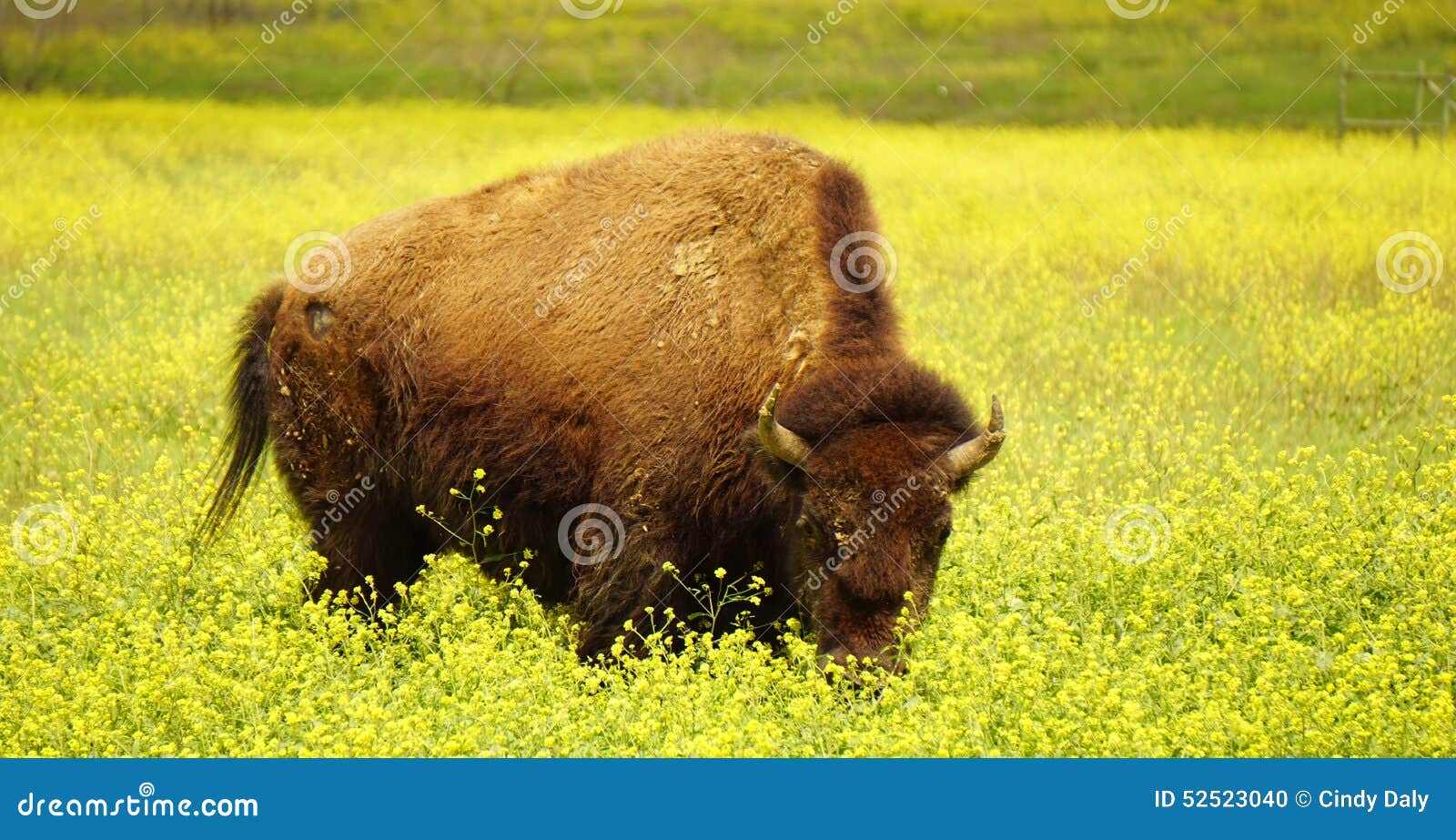 A Buffalo Grazing in the Grass. Stock Photo - Image of grass, green ...