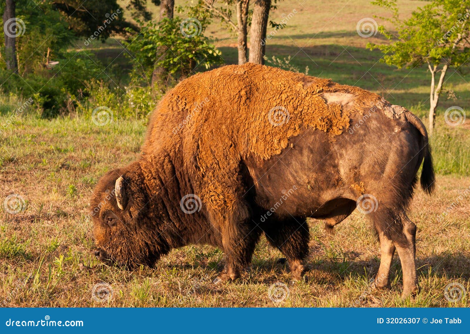 Buffalo Grazing stock image. Image of horns, feeding - 32026307