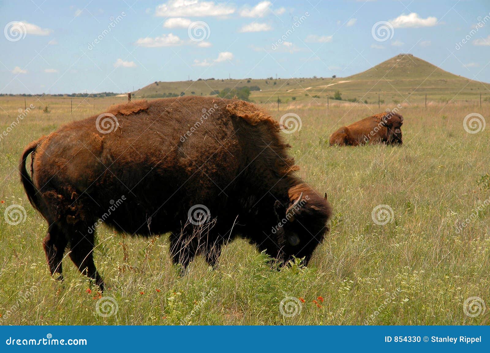 Buffalo Grazing on Prairie stock photo. Image of range - 854330