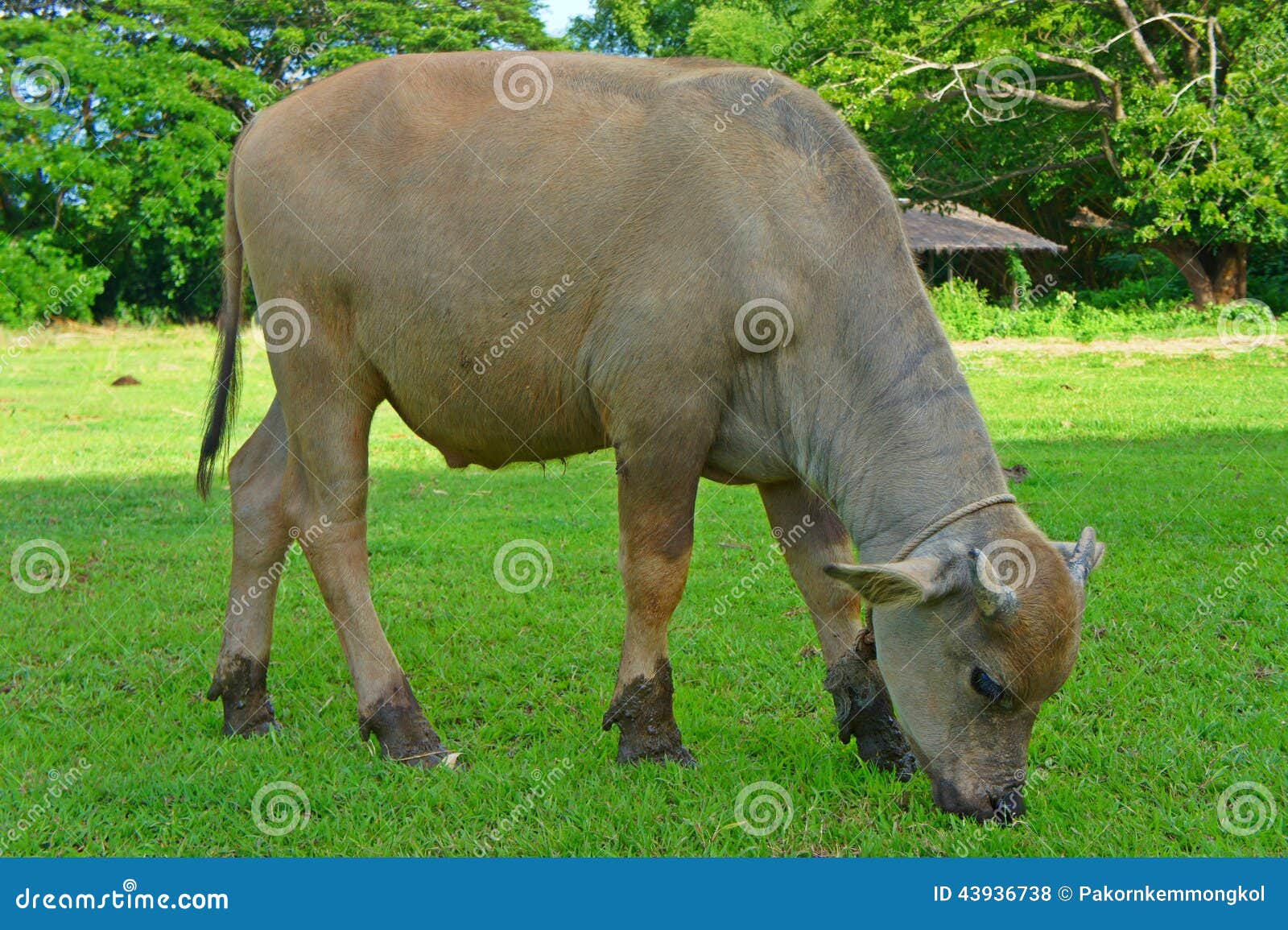 Buffalo in green field stock photo. Image of animals - 43936738