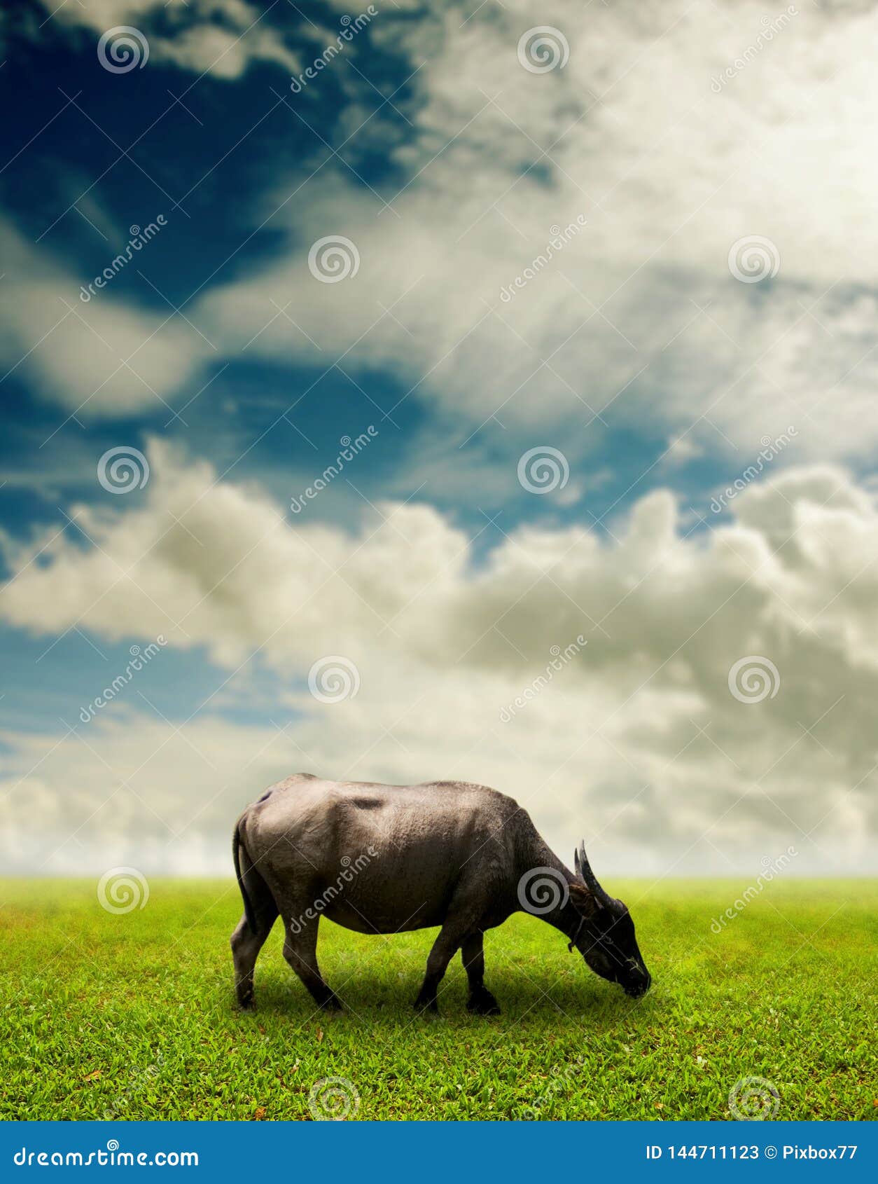 Buffalo in Green Field with Sky Background Stock Image - Image of life ...