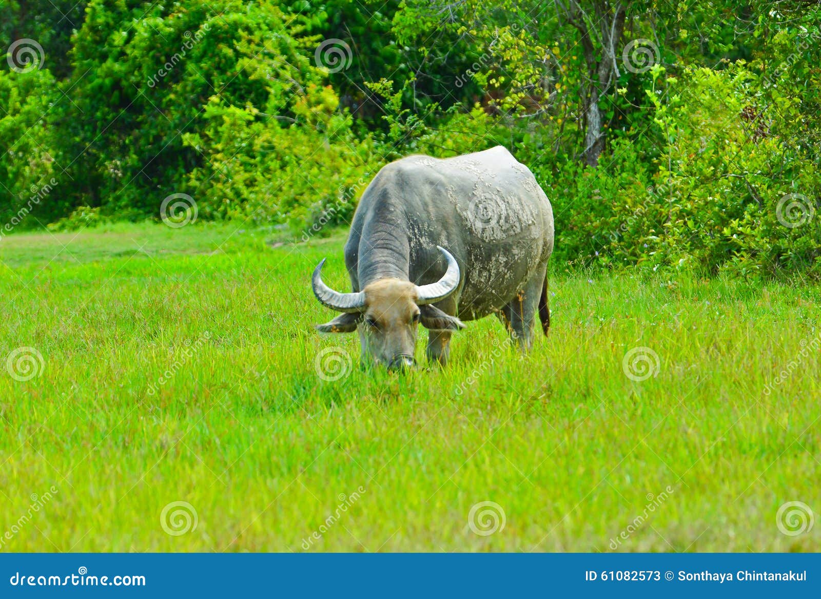 Buffalo in green field stock image. Image of animal, mammals - 61082573