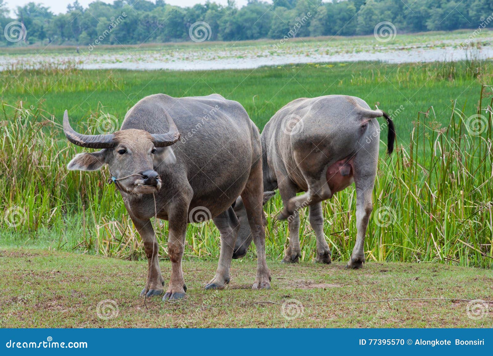 Buffalo in the Green Fields. Stock Photo - Image of meadow, fauna: 77395570