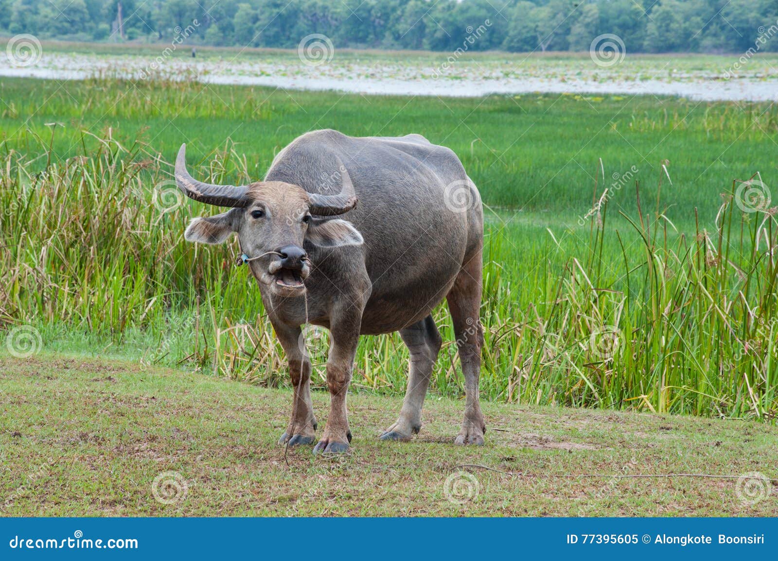 Buffalo in the Green Fields. Stock Image - Image of meat, farmer: 77395605