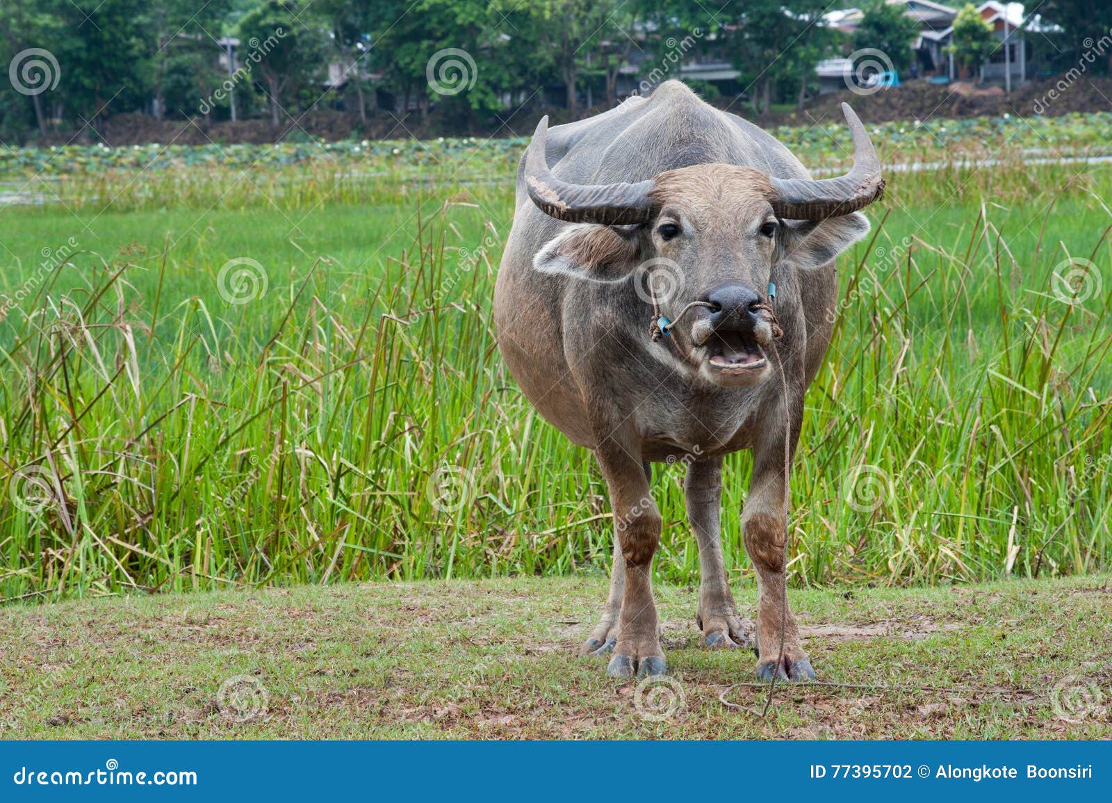Buffalo in the Green Fields. Stock Photo - Image of crop, farm: 77395702
