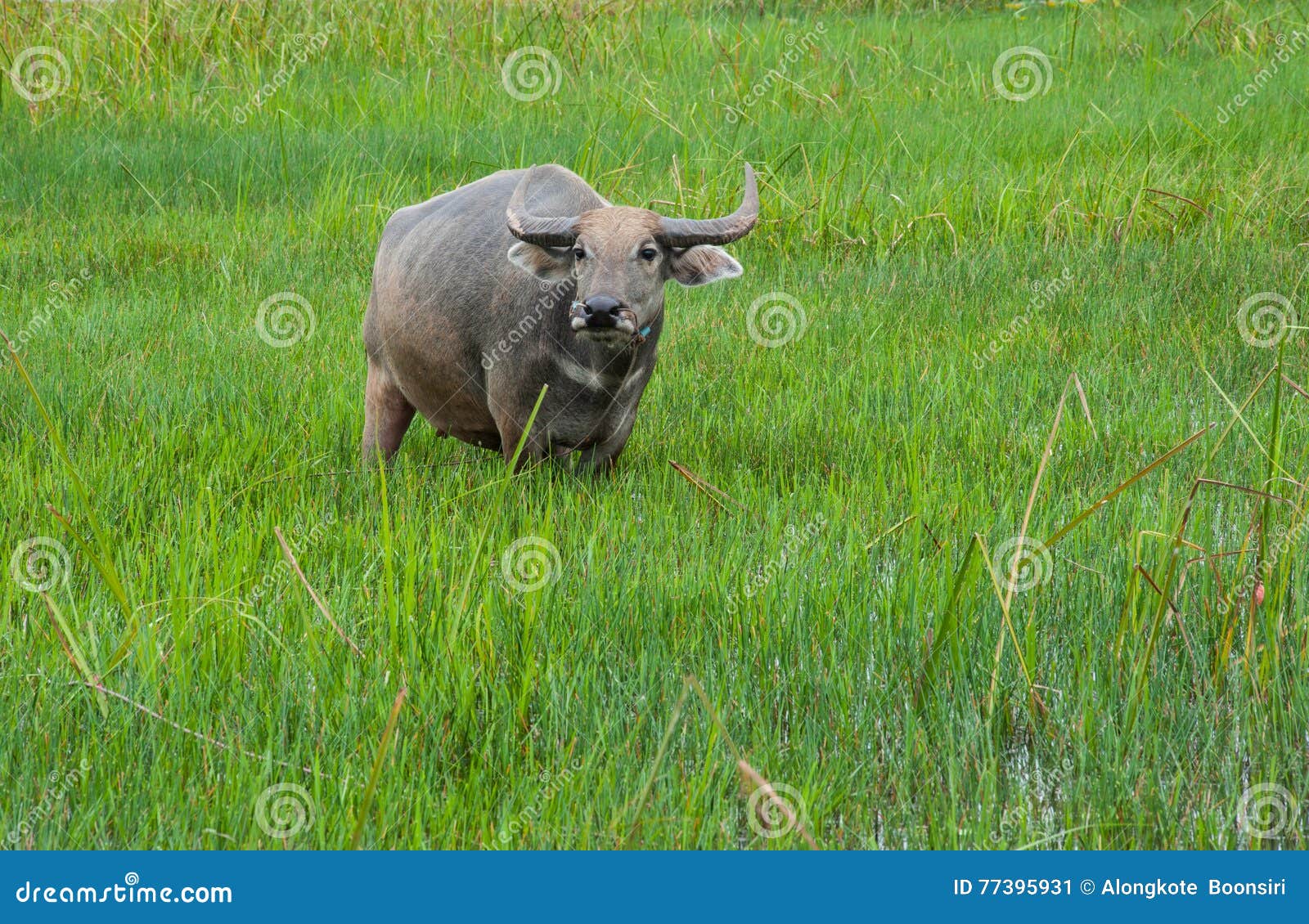 Buffalo in the Green Fields. Stock Image - Image of grass, life: 77395931