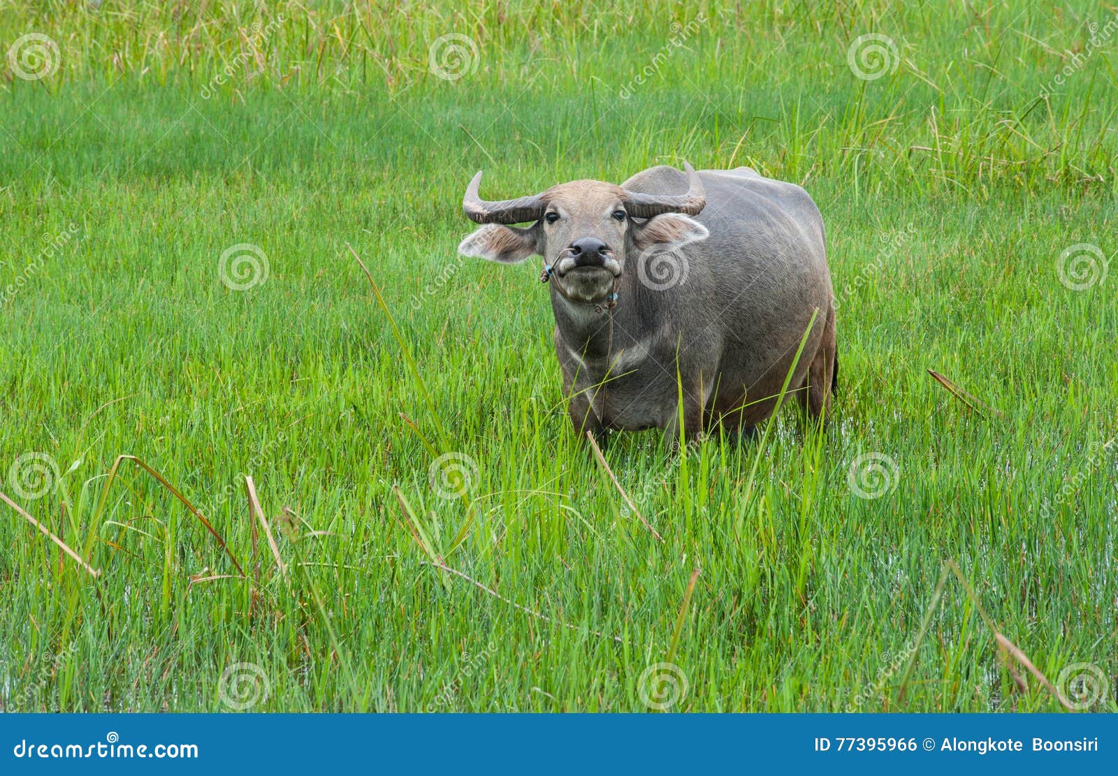 Buffalo in the Green Fields. Stock Photo - Image of feed, abundant ...