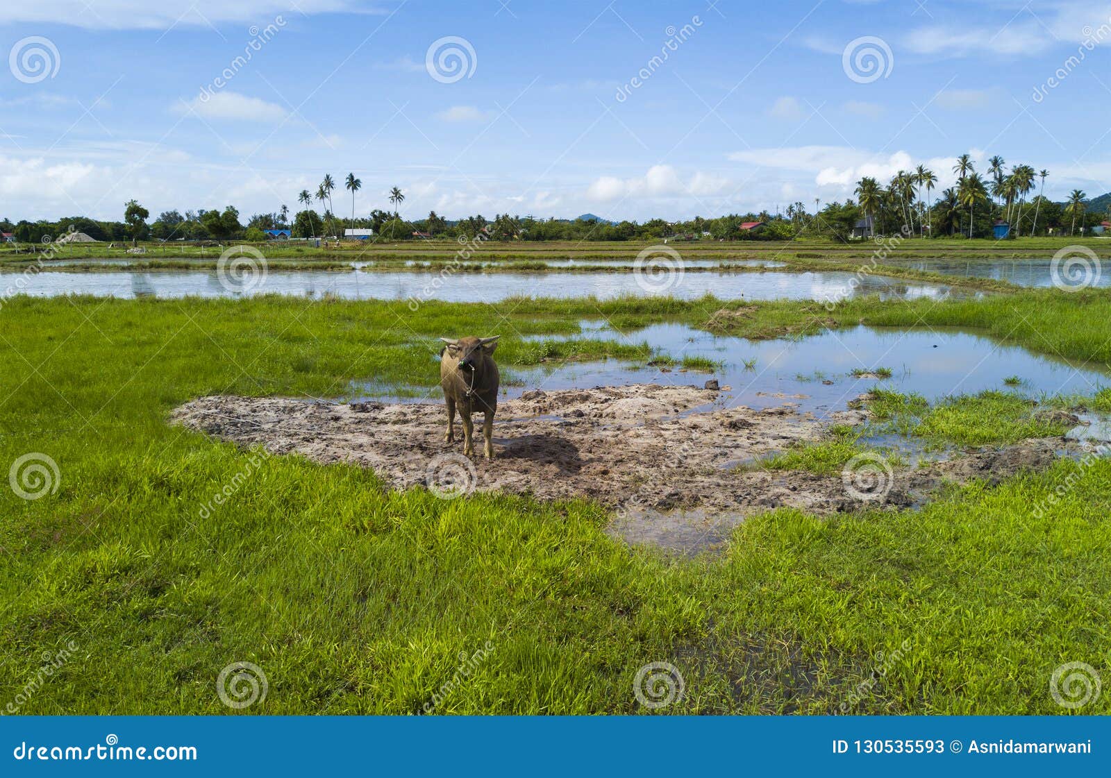 A Buffalo on Green Paddy Field with Beautiful Blue Sky at Background ...