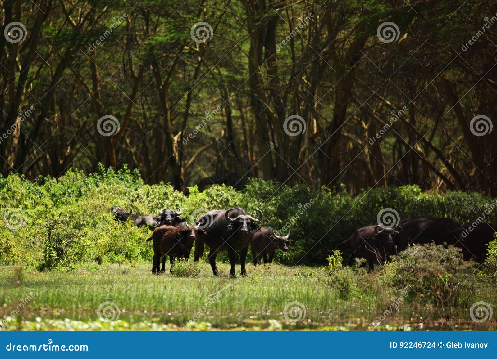 Buffalo stock photo. Image of nature, buffalo, group - 92246724