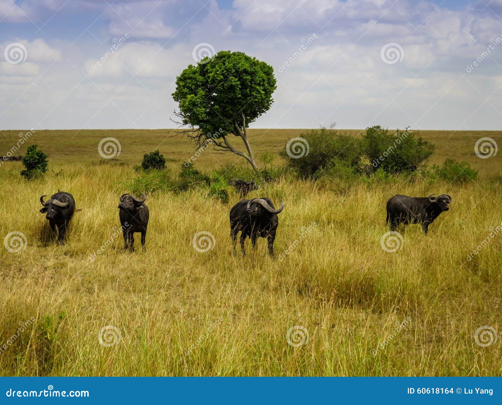 A Buffalo Group Standing Amid the Grass Stock Photo - Image of grass ...