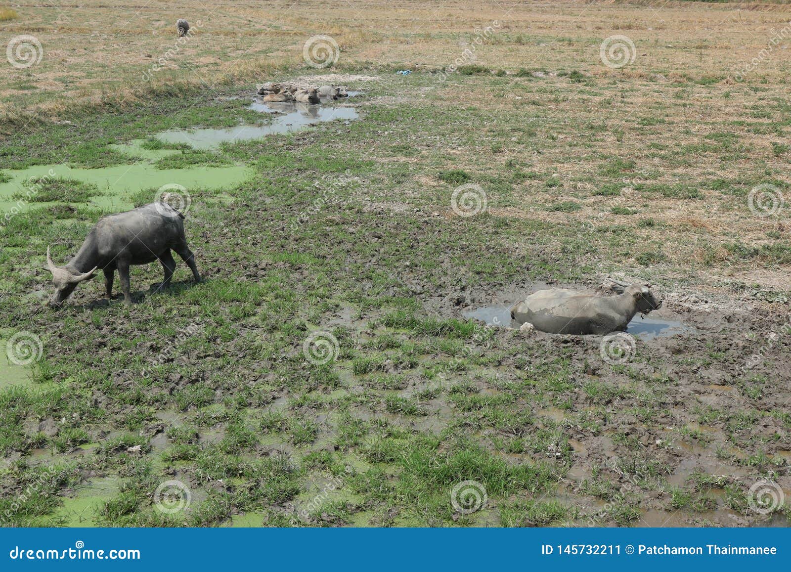A Buffalo Group Are Eating Grass In The Rice Fields Somewhere In ...