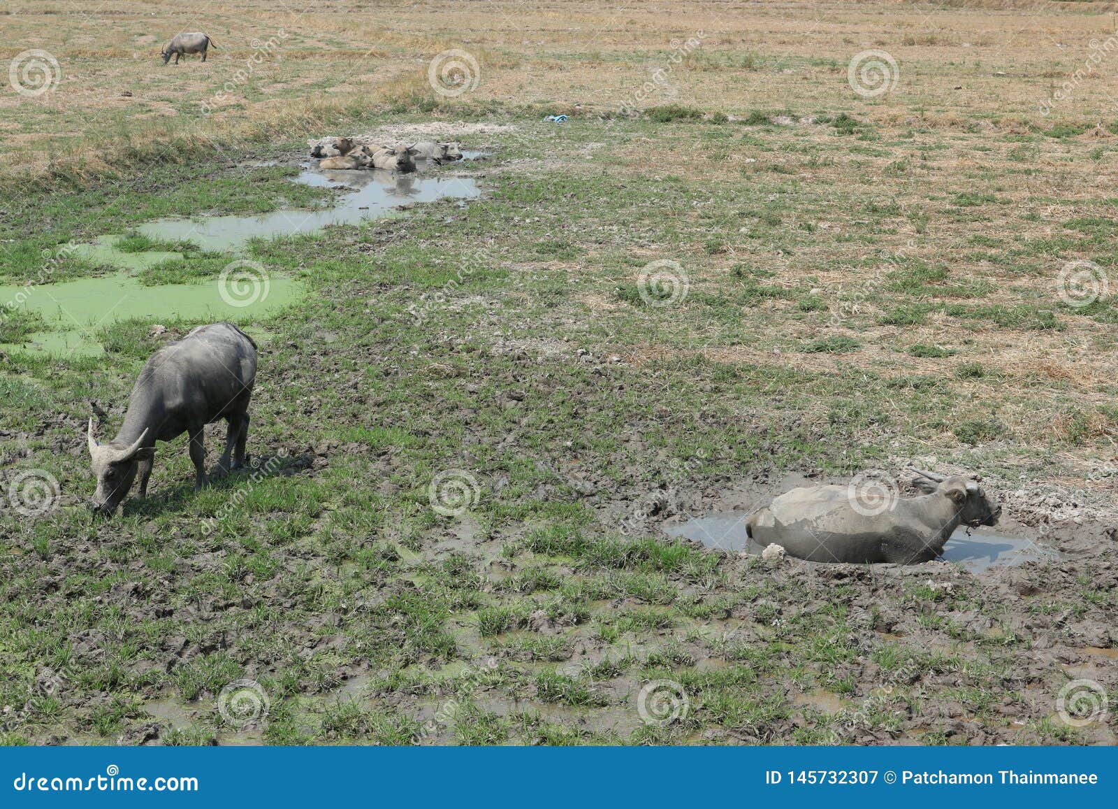 The Buffalo Group is Standing in the Rice Fields with Water, Soaking ...