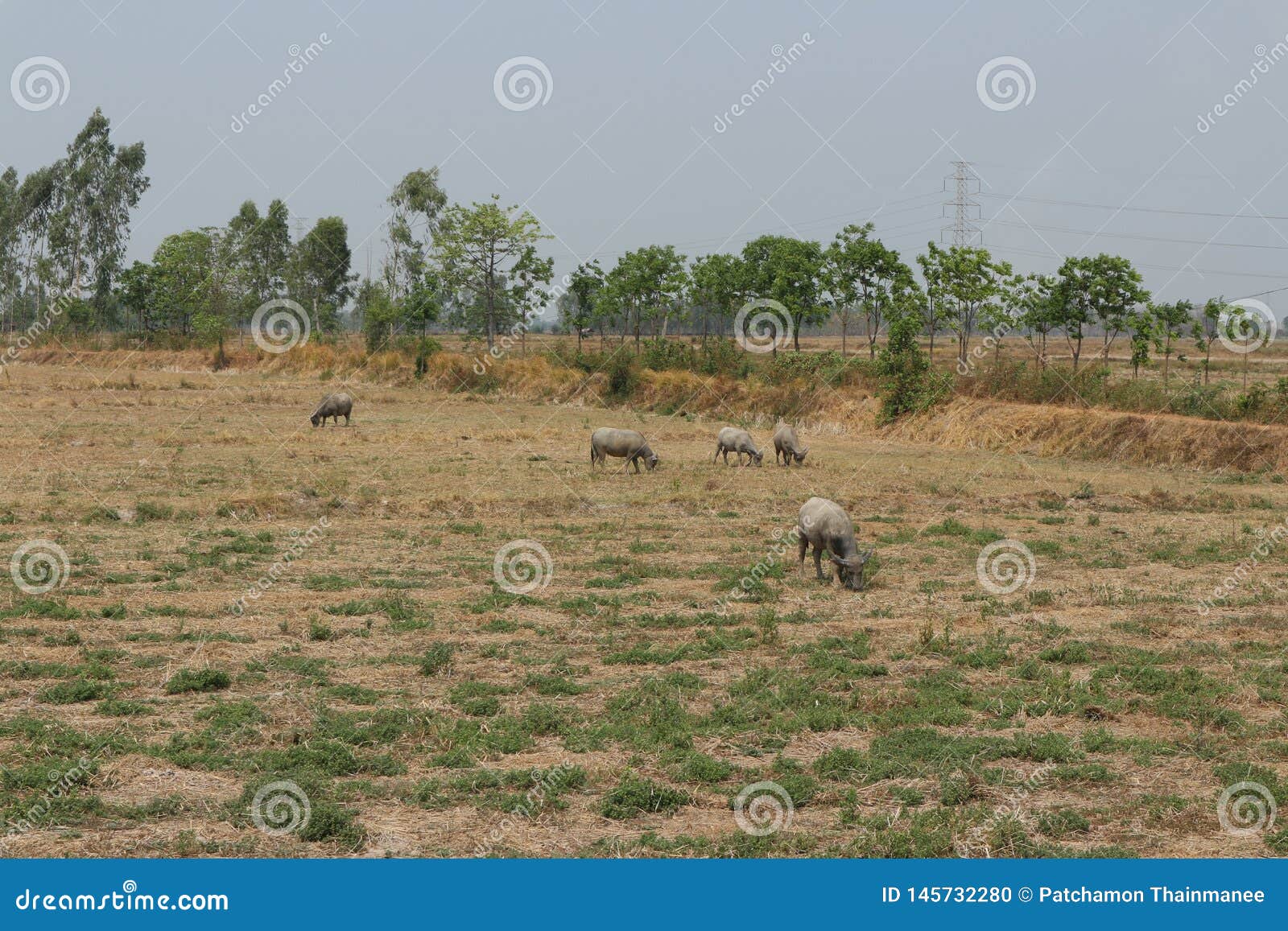 A Buffalo Group Are Eating Grass In The Rice Fields Somewhere In ...