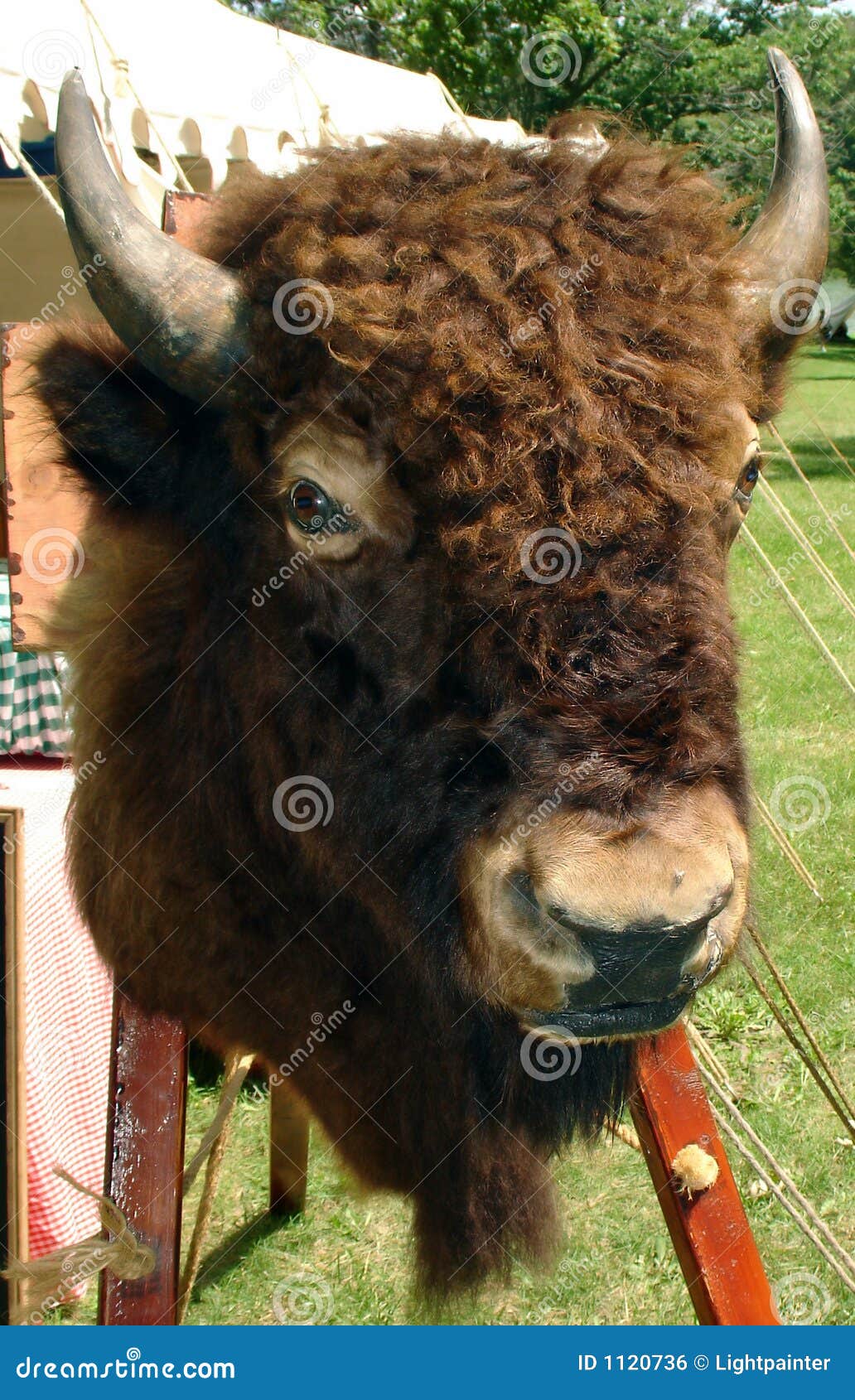 Buffalo head stock photo. Image of native, buffalo, heritage - 1120736