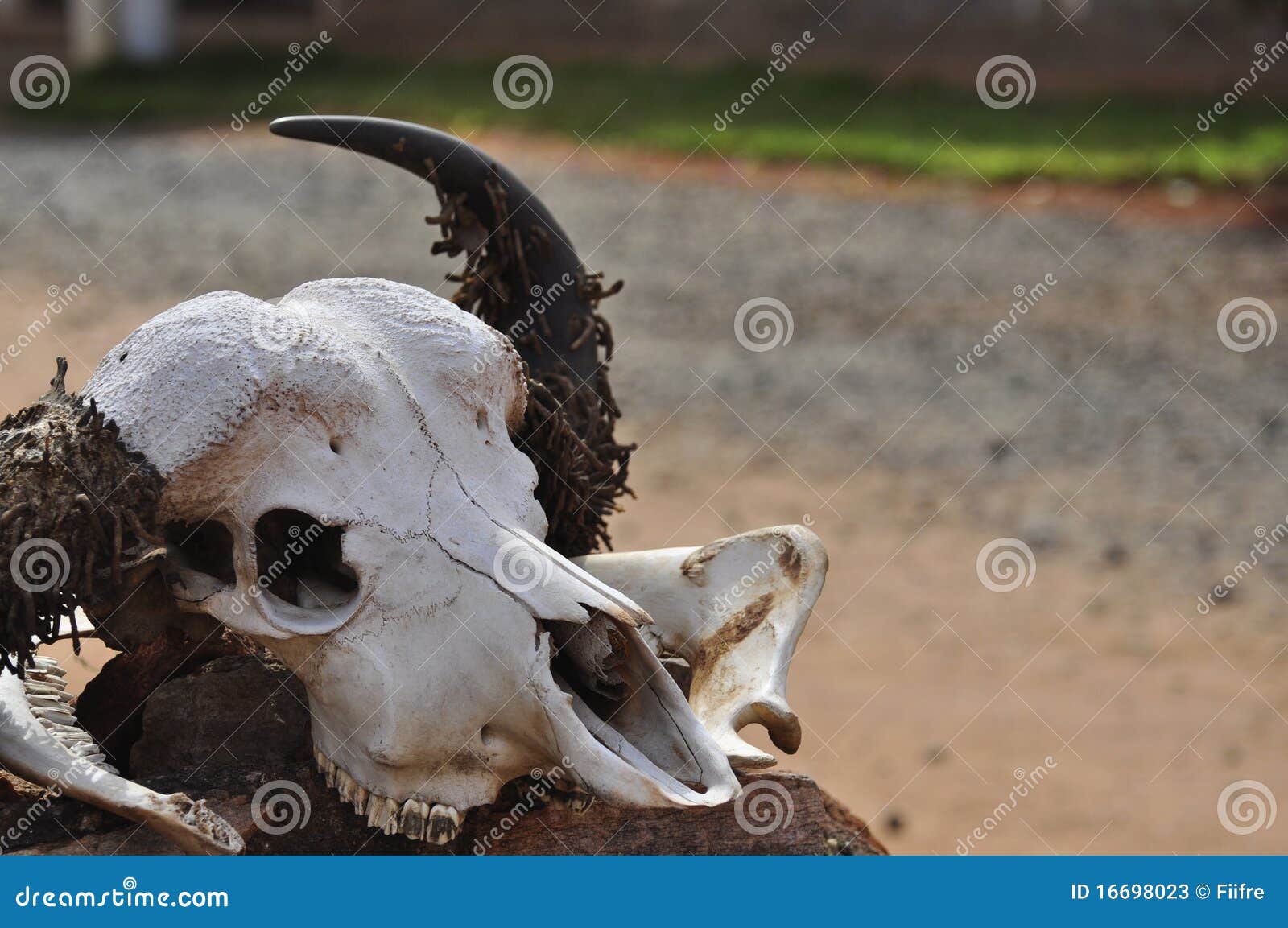 Buffalo head Africa stock image. Image of bone, bones - 16698023