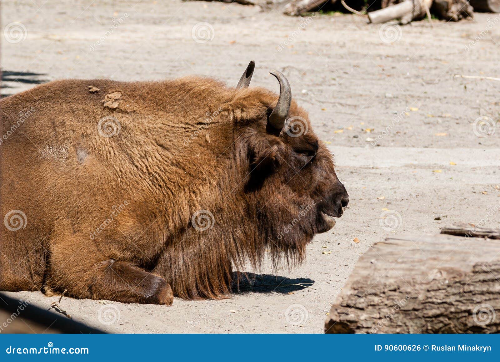 Buffalo head close-up stock photo. Image of plains, buffalo - 90600626