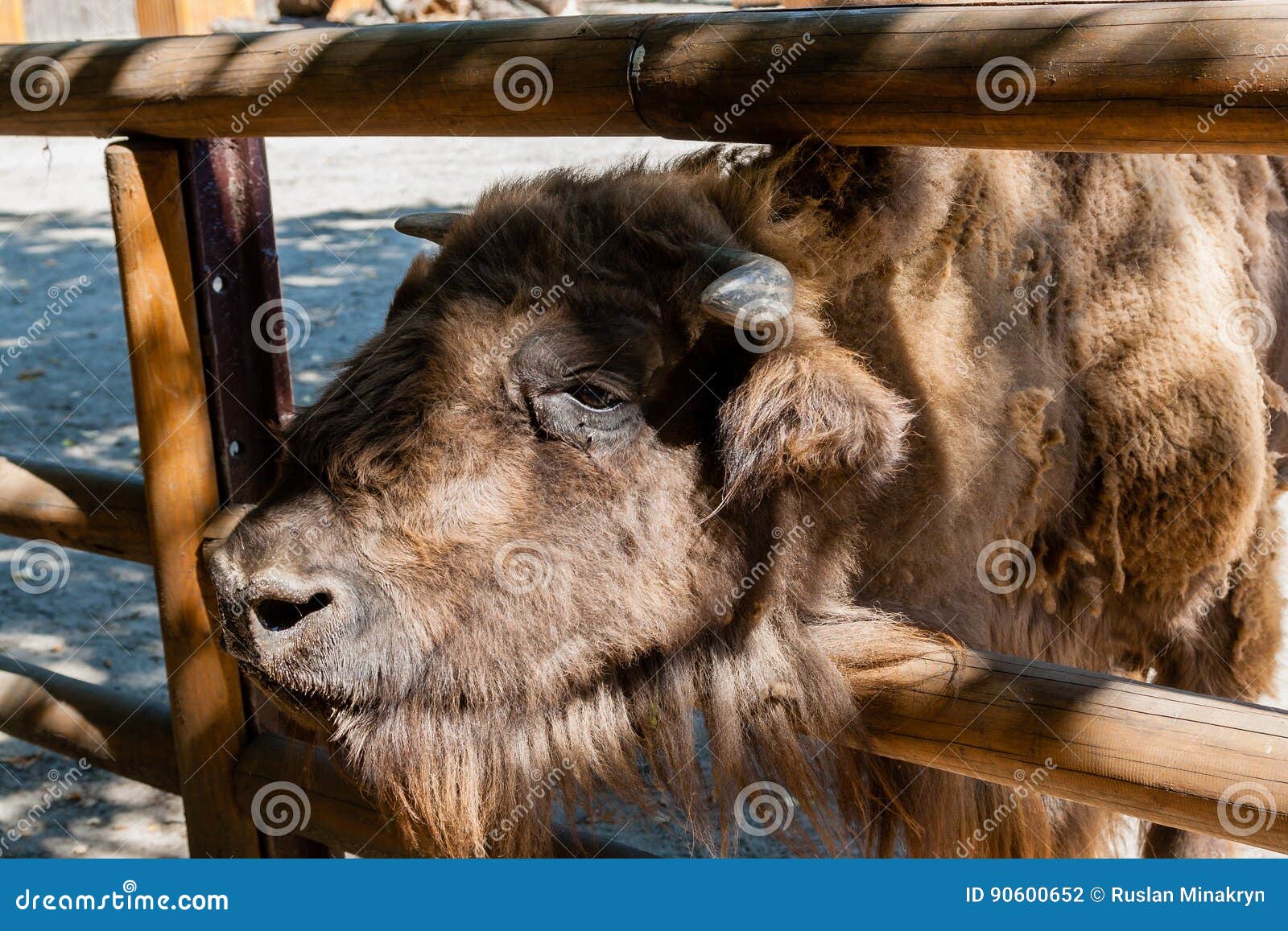 Buffalo head close-up stock photo. Image of park, cold - 90600652