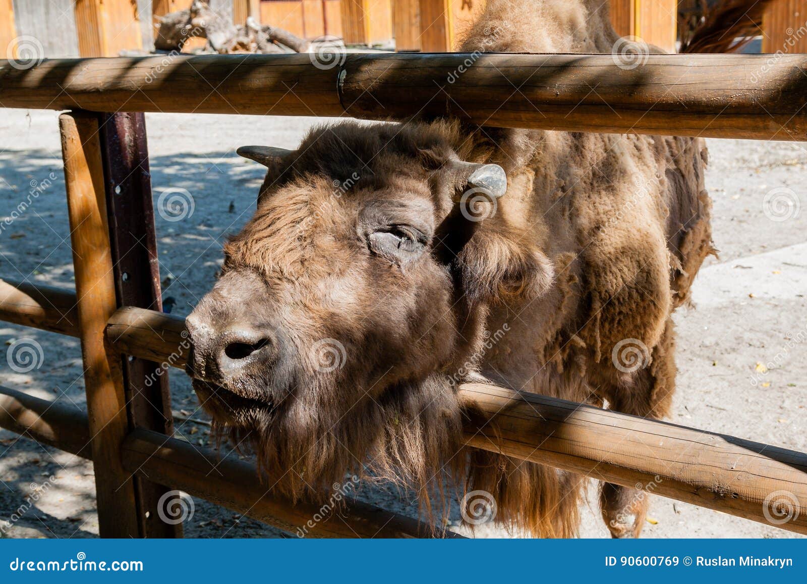 Buffalo head close-up stock image. Image of look, forest - 90600769
