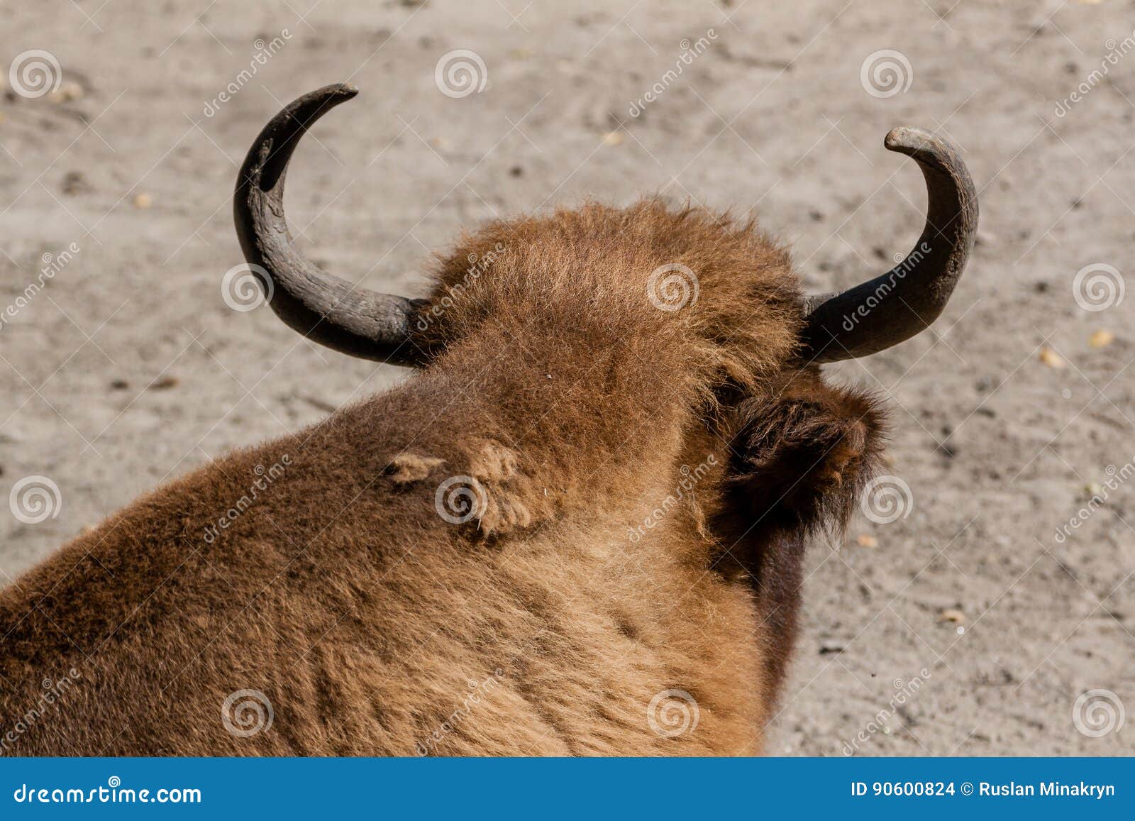Buffalo head close-up stock photo. Image of horn, north - 90600824