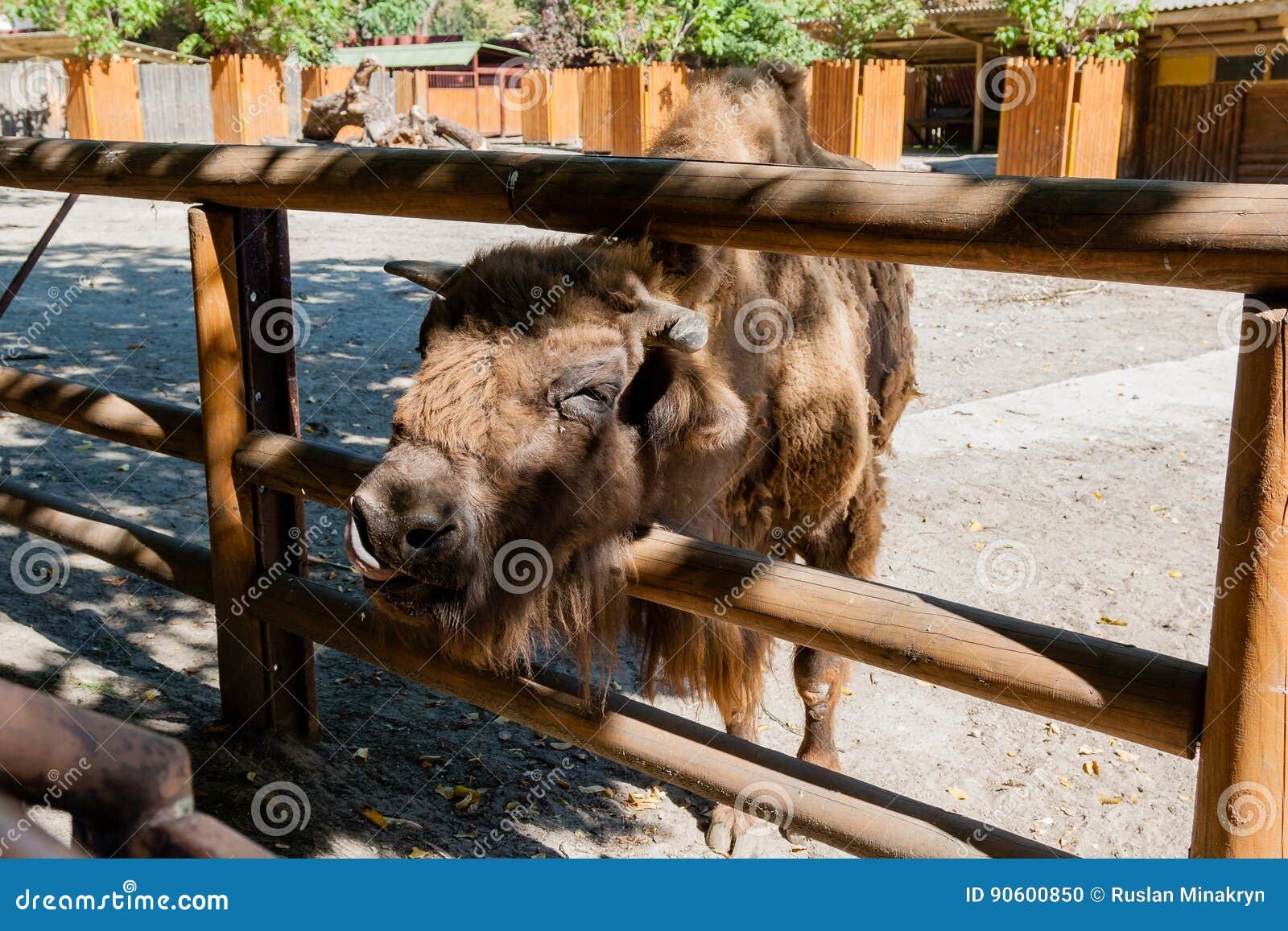Buffalo head stock photo. Image of altai, look, bizon - 90600850