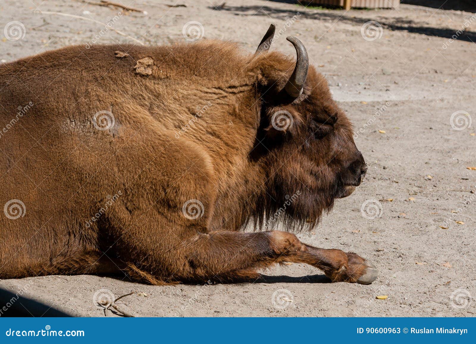 Buffalo head close-up stock image. Image of plains, male - 90600963