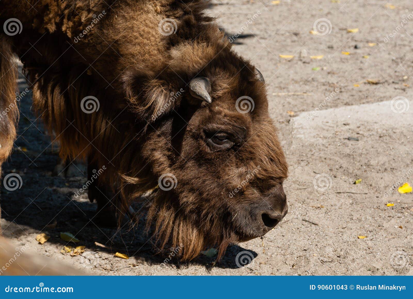 Buffalo head stock image. Image of closeup, look, outdoor - 90601043