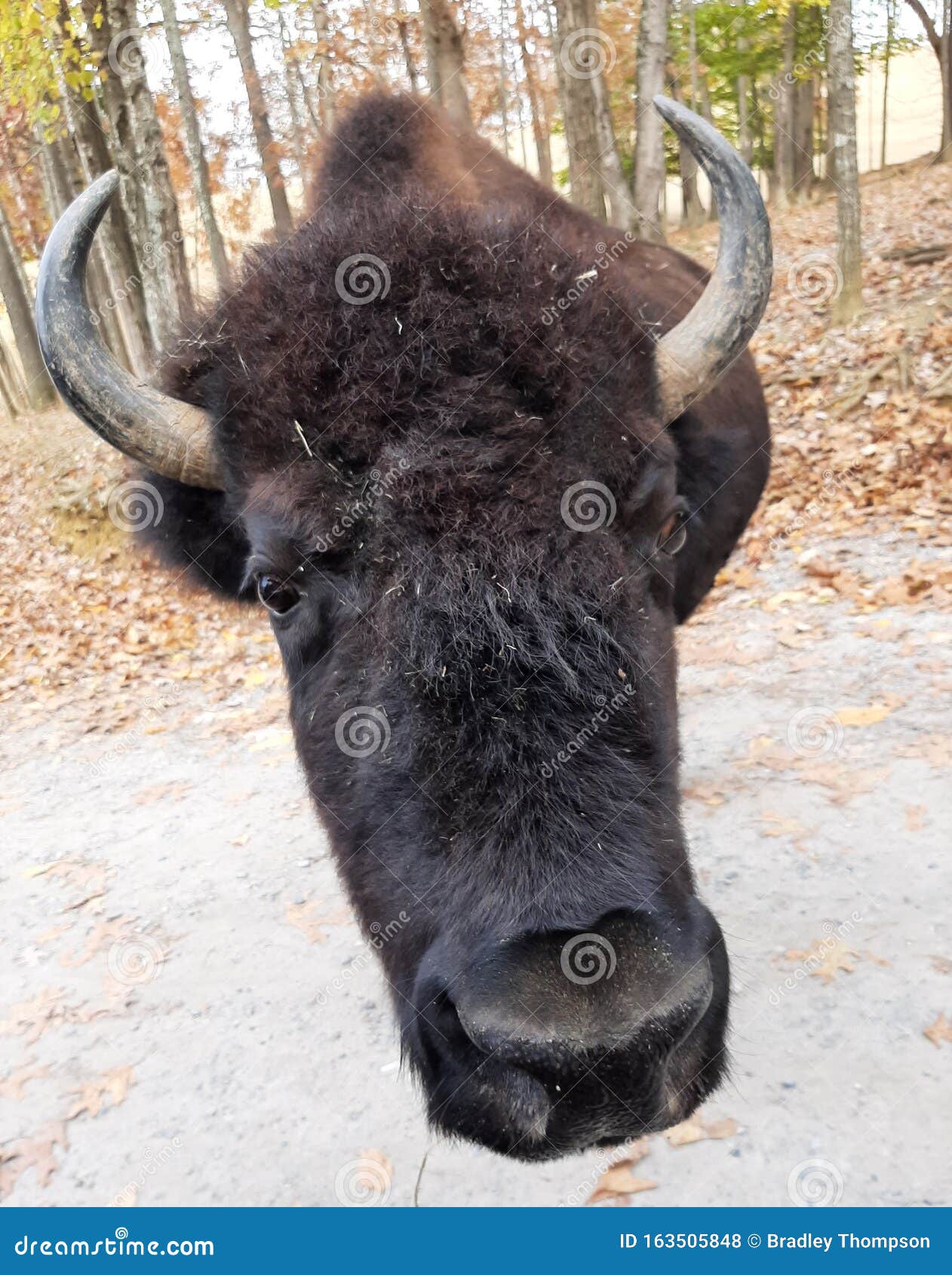 Buffalo head close up stock photo. Image of nature, close - 163505848