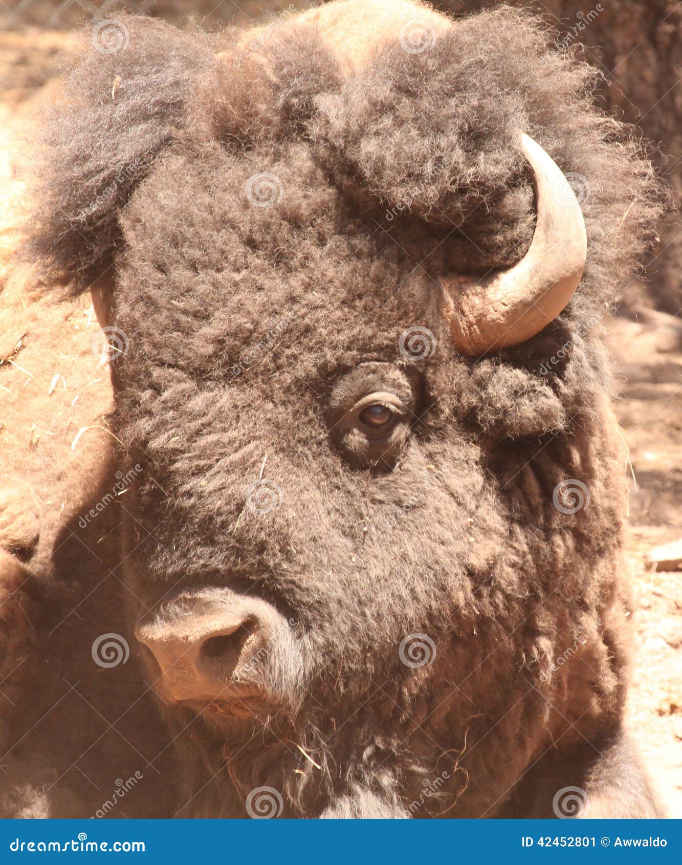 Buffalo head stock image. Image of tree, horn, mouth - 42452801