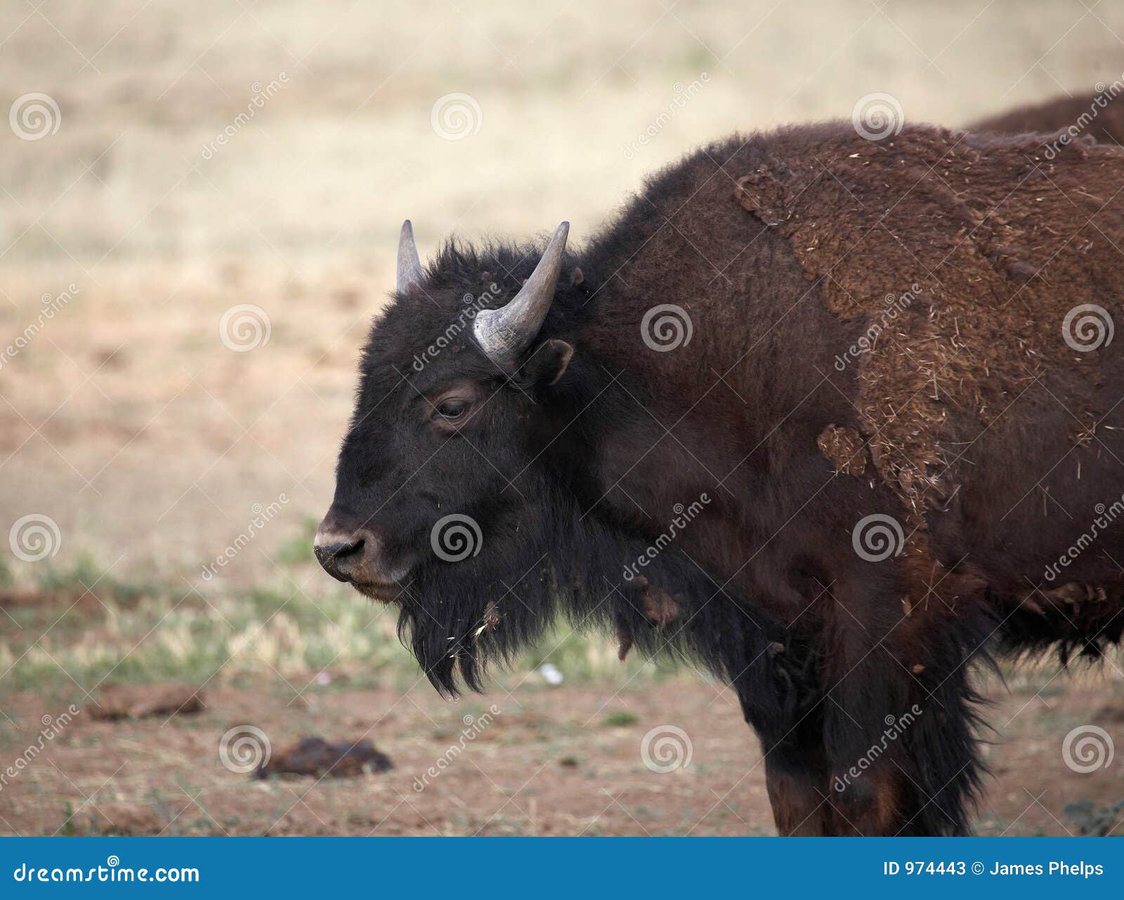 Buffalo Head Shot stock image. Image of game, grazing, national - 974443