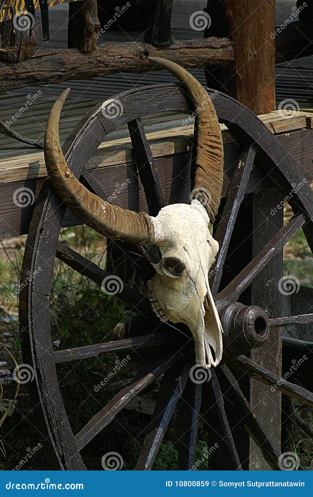 Buffalo head skull stock image. Image of terrace, cart - 10800859