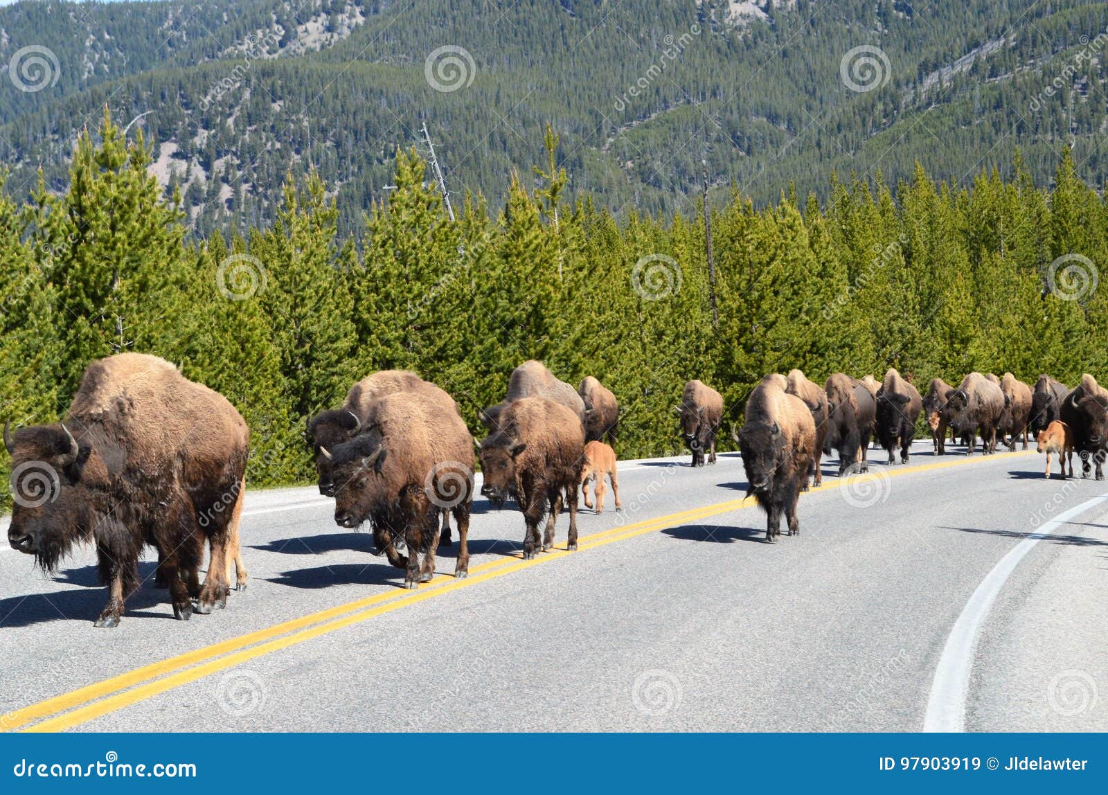 Buffalo stock image. Image of forest, landscape, rock - 97903919