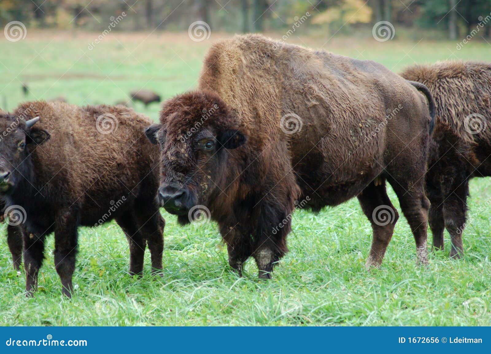 Buffalo Herd stock photo. Image of still, grazing, farm - 1672656