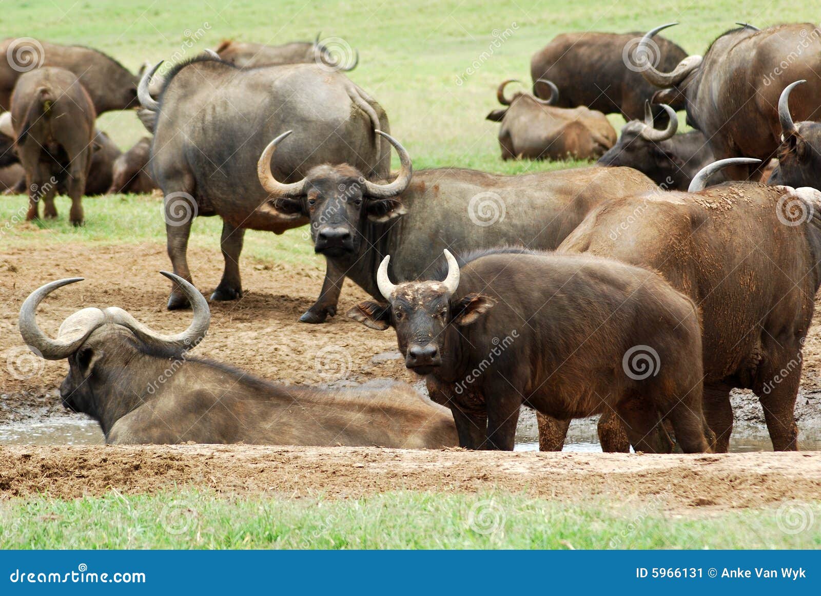 Buffalo herd stock image. Image of horn, relax, gazing - 5966131