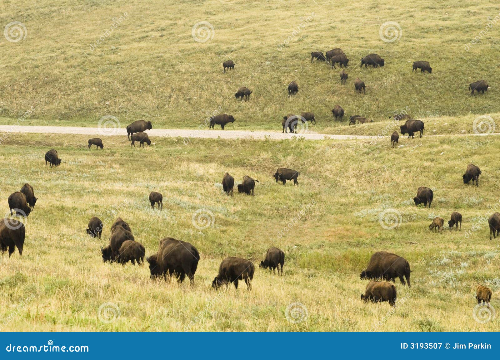 Buffalo Herd 6 stock image. Image of prairie, animal, mammal - 3193507