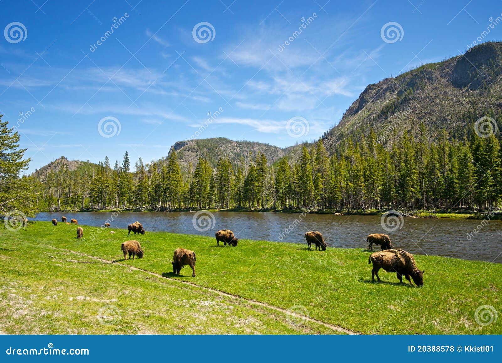Buffalo Herd Ranges in Yellowstone Stock Photo - Image of buffalo ...