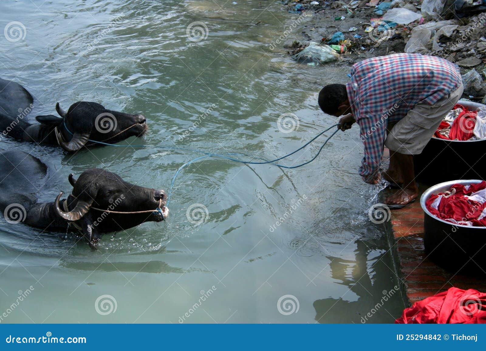 The Buffalo-Herder editorial photography. Image of hurder - 25294842