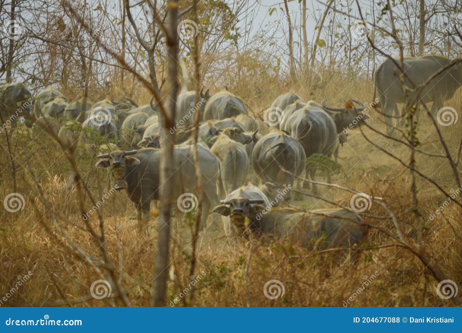 Buffalo Herds among Dry Bushes Stock Photo - Image of element, forest ...
