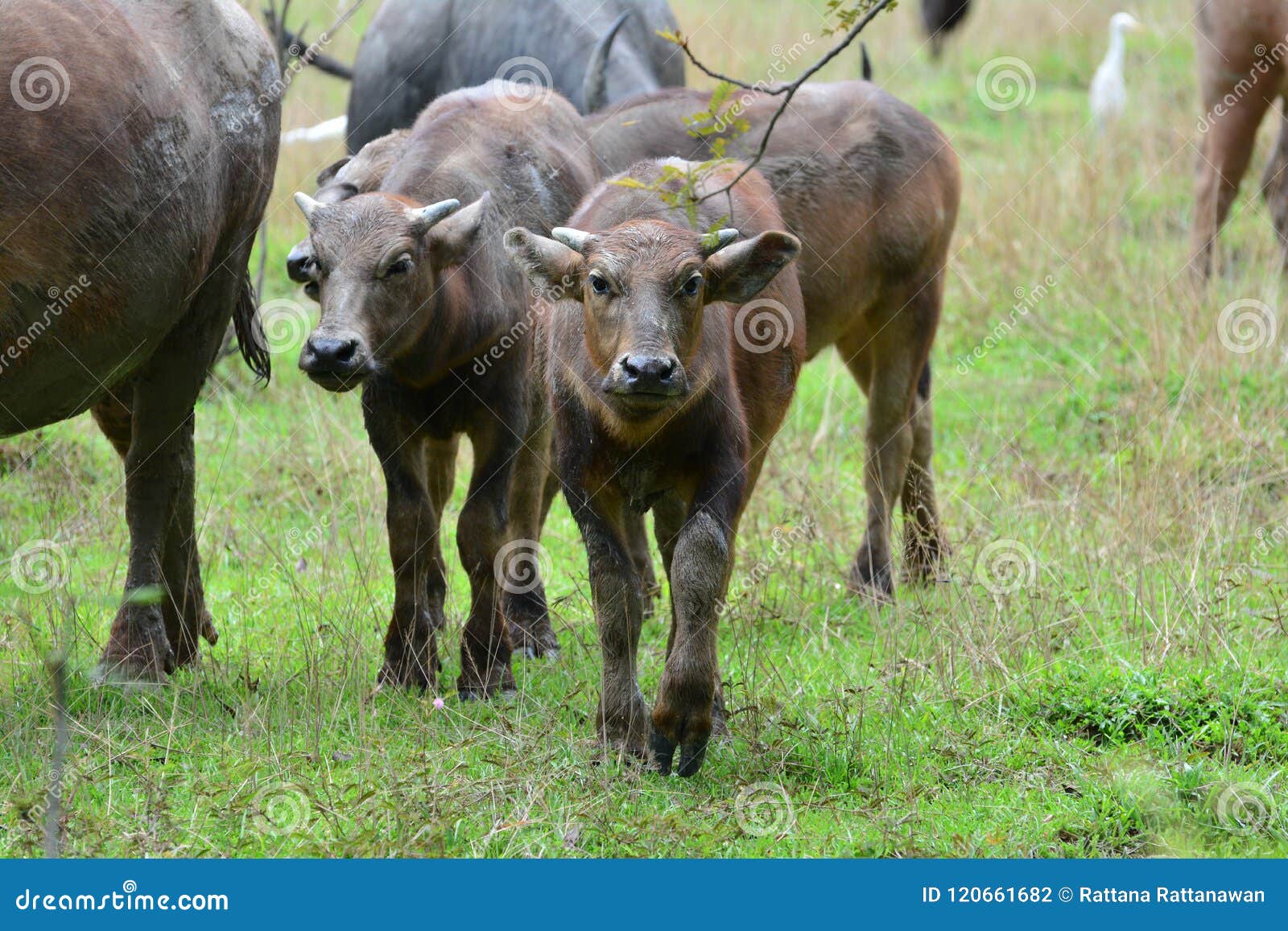 Buffalo Herds in the Fields in the Morning. Stock Photo - Image of ...