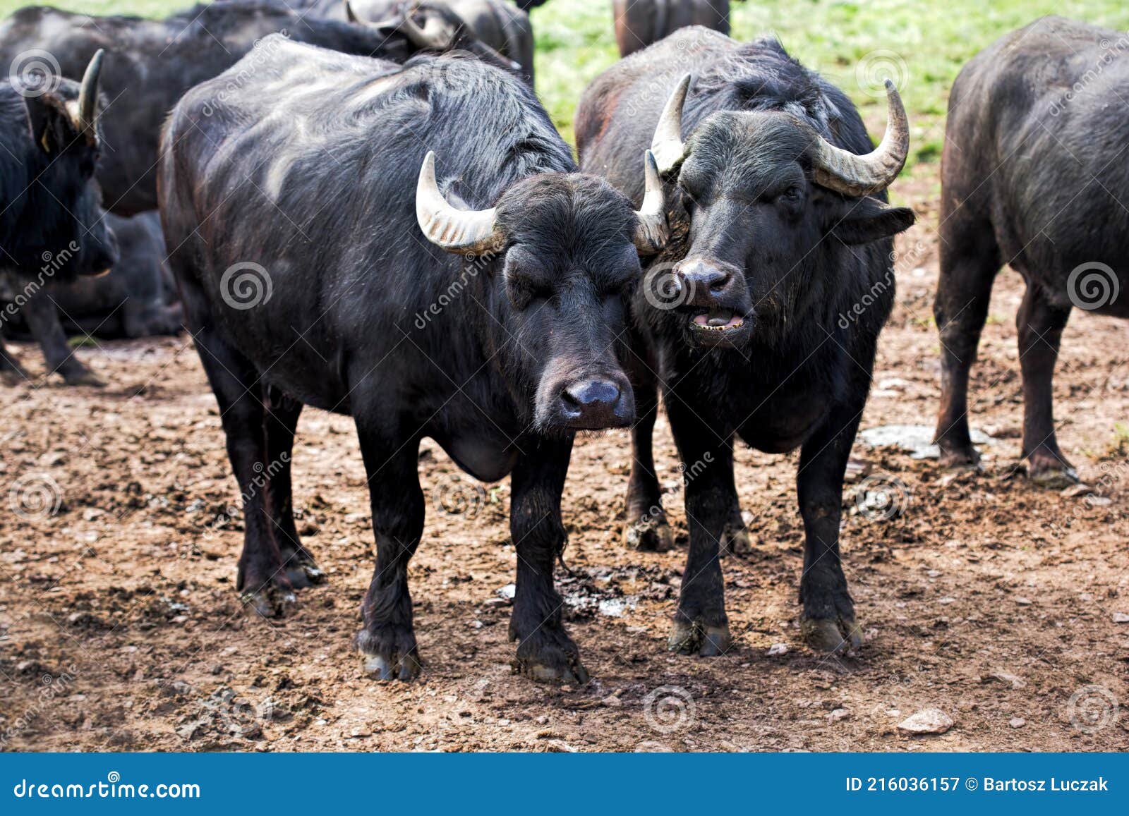 A Group Of Buffallo Eating Hay In An Enclosure In A Zoo Stock Image ...