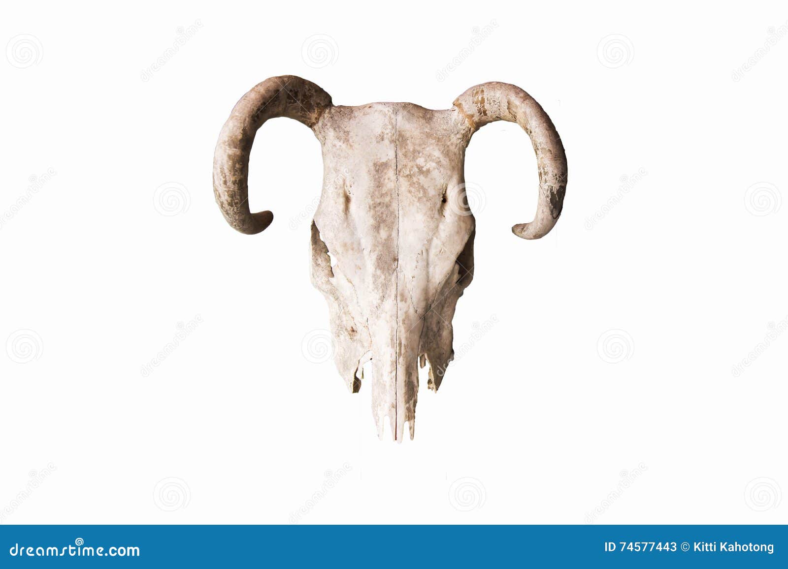 Buffalo Horn Isolated on White Background Stock Image - Image of ...