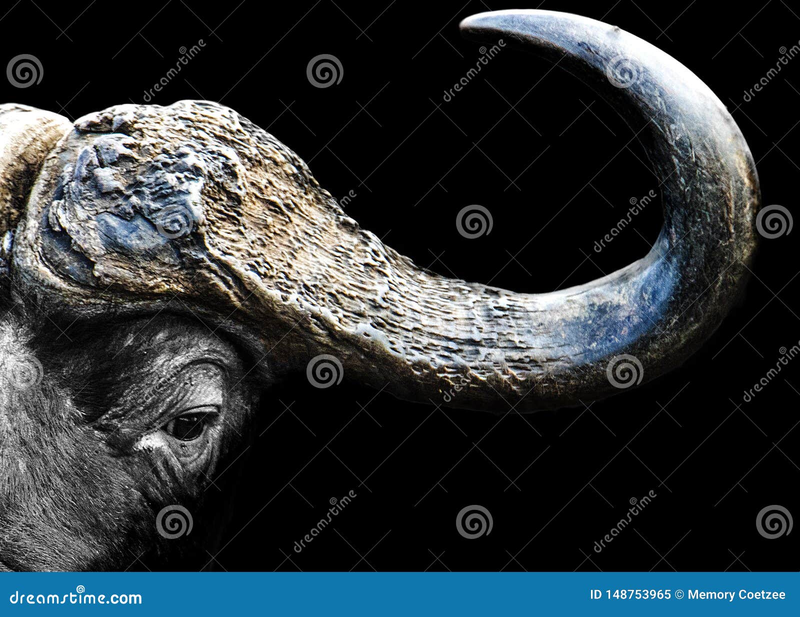 Buffalo Horn stock image. Image of horn, nature, wildlife - 148753965