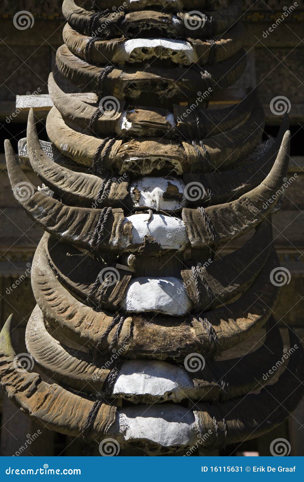 Buffalo horns stock image. Image of housing, house, residential - 16115631