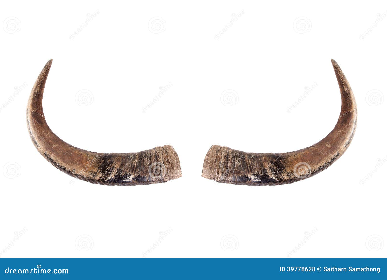 Buffalo horns on white. stock photo. Image of closeup - 39778628