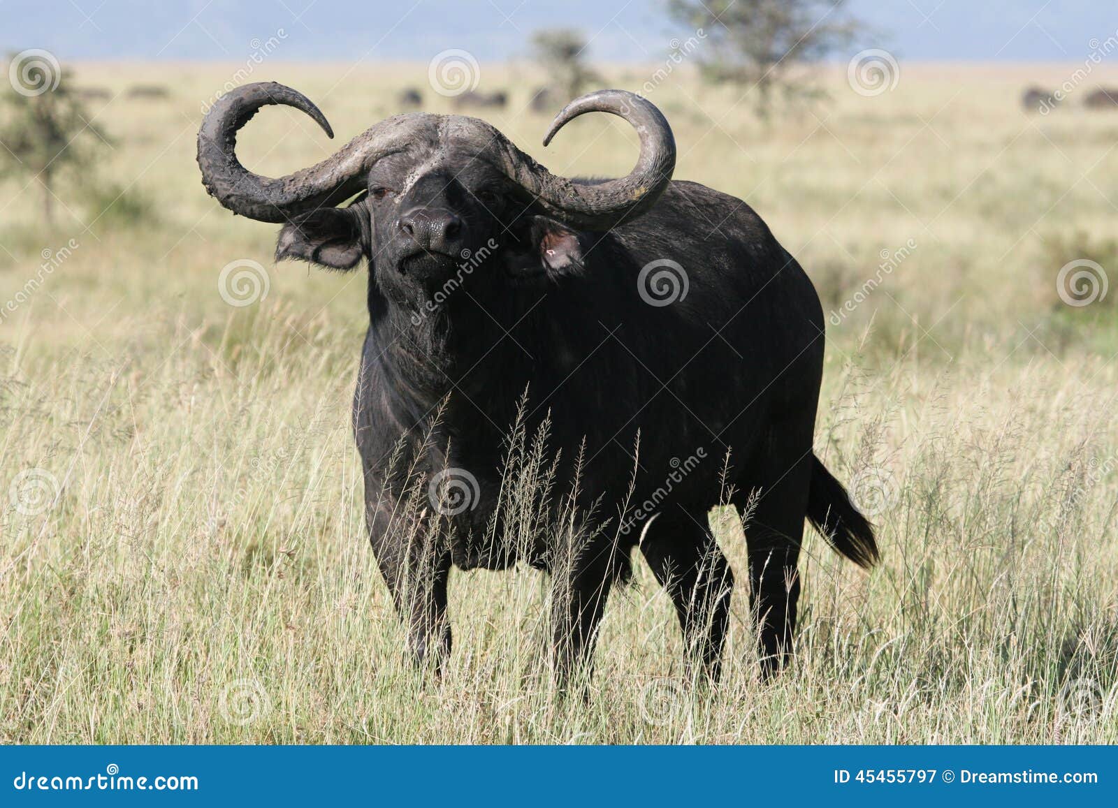 Buffalo with huge horns stock image. Image of serengeti - 45455797