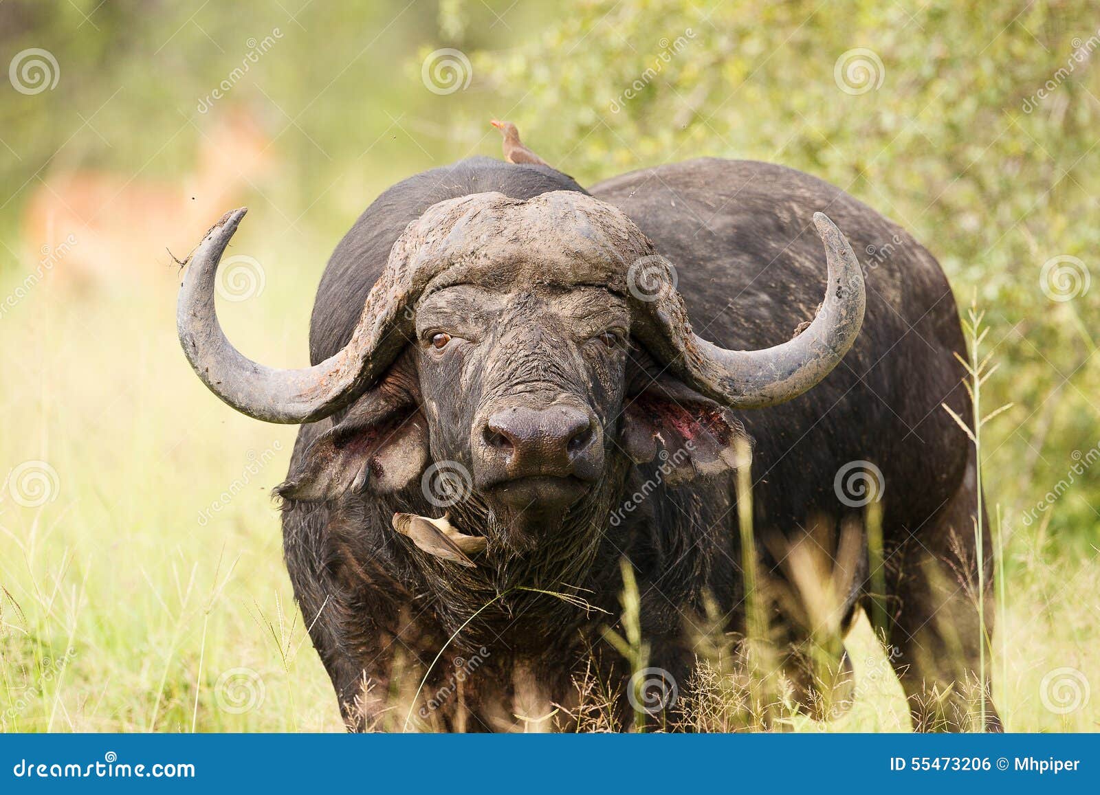 Buffalo stock photo. Image of bosse, mammal, danger, dangerous - 55473206